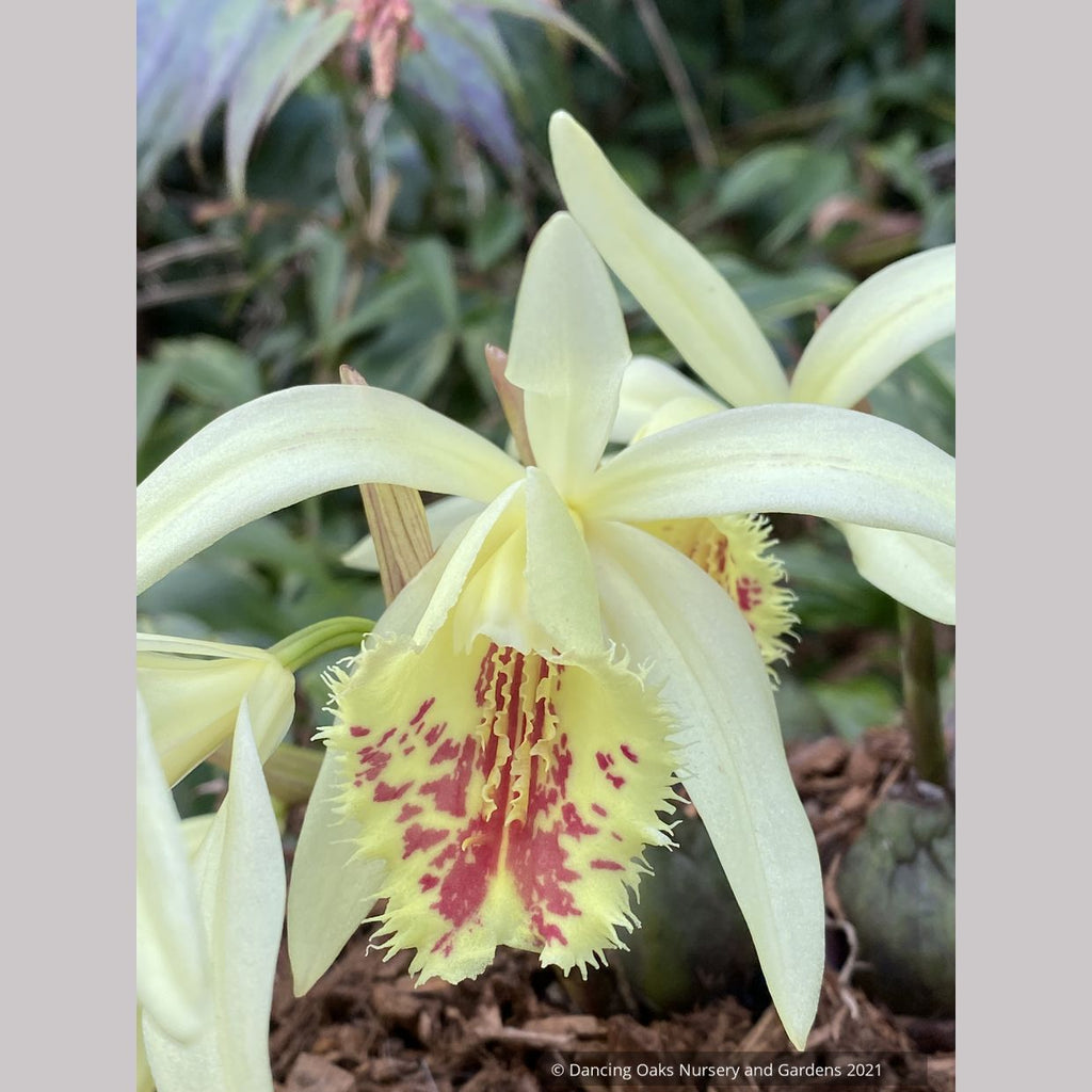 Pleione x confusa 'Golden Gate', Hardy Orchid – Dancing Oaks Nursery ...