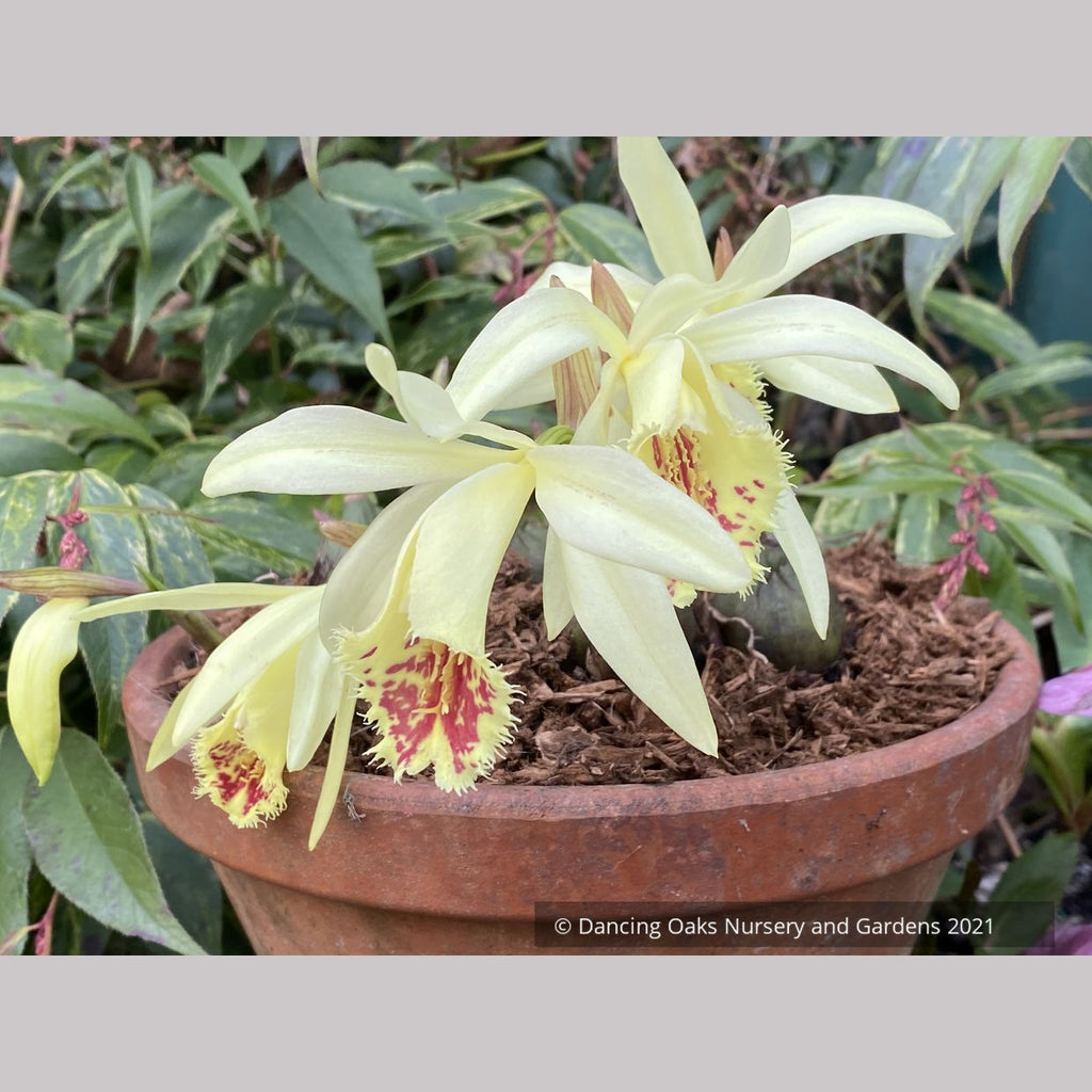 Pleione x confusa 'Golden Gate', Hardy Orchid – Dancing Oaks Nursery ...