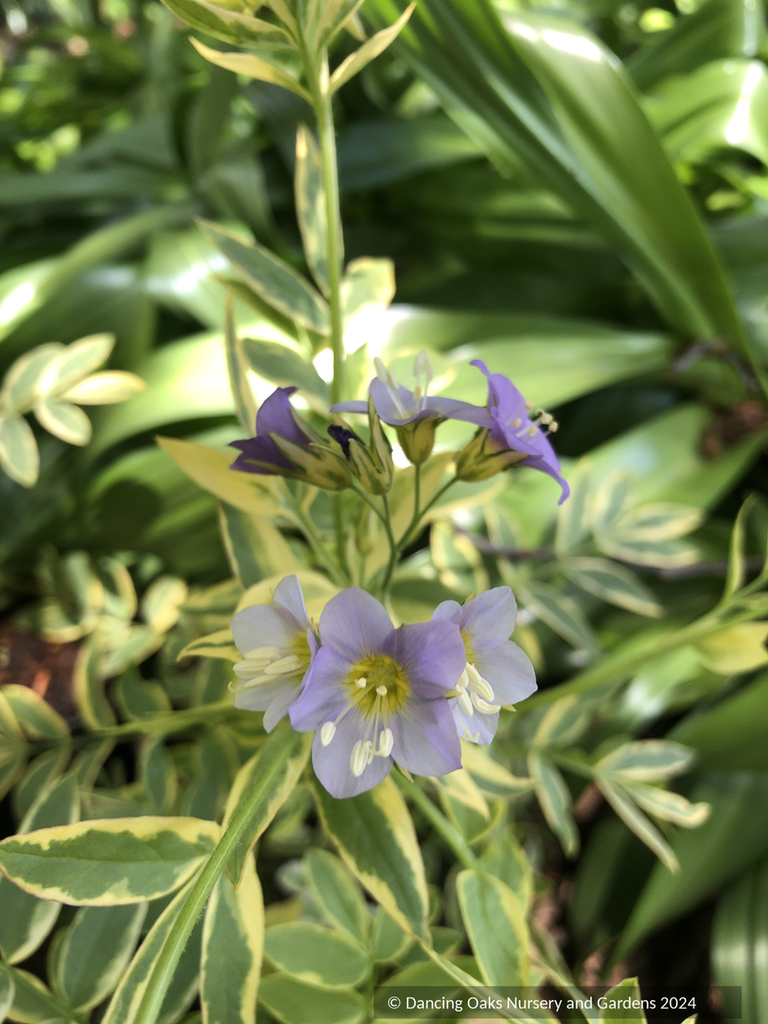 Polemonium pulcherrimum 'Golden Feathers', Jacob's Ladder – Dancing ...