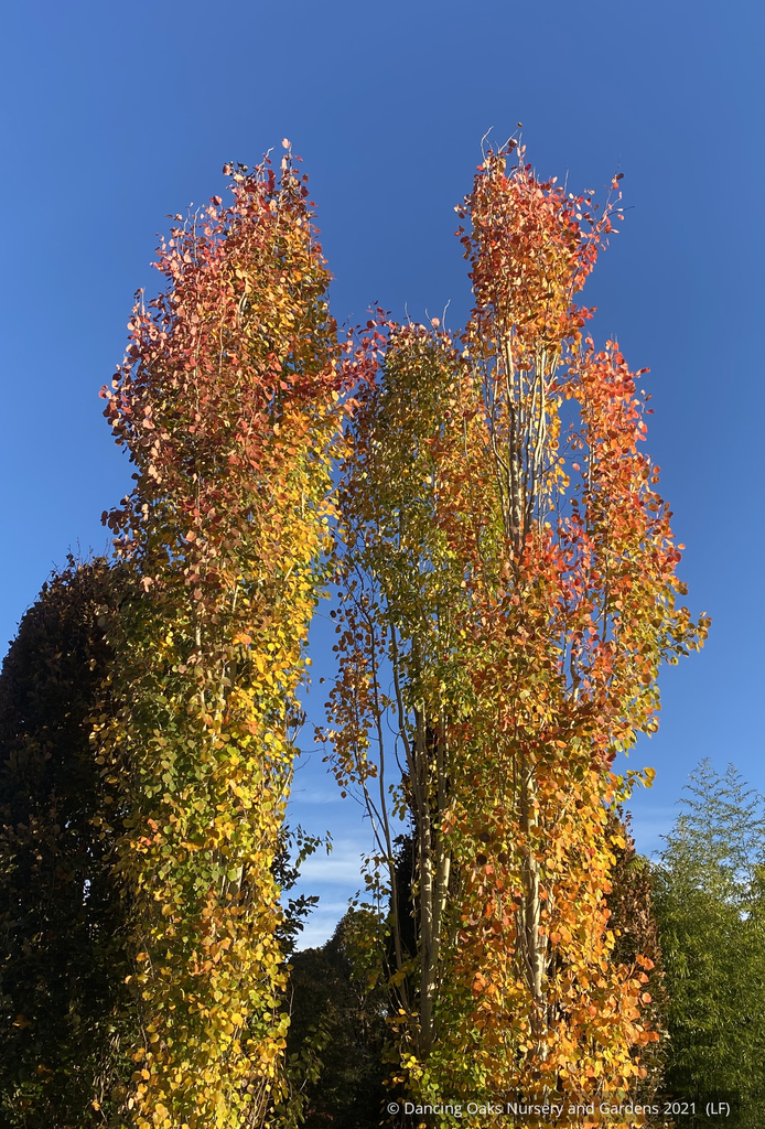 Populus tremula 'Erecta', Upright Swedish Aspen – Dancing Oaks Nursery ...