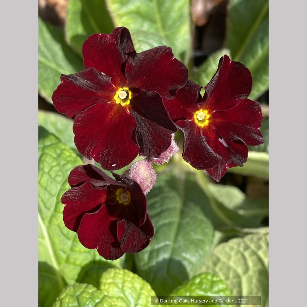 Primula polyanthus 'Garnet Cowichan', Primrose – Dancing Oaks Nursery ...