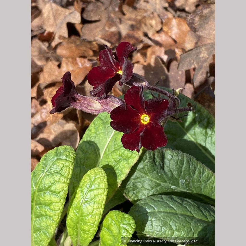 Primula polyanthus 'Garnet Cowichan', Primrose – Dancing Oaks Nursery ...