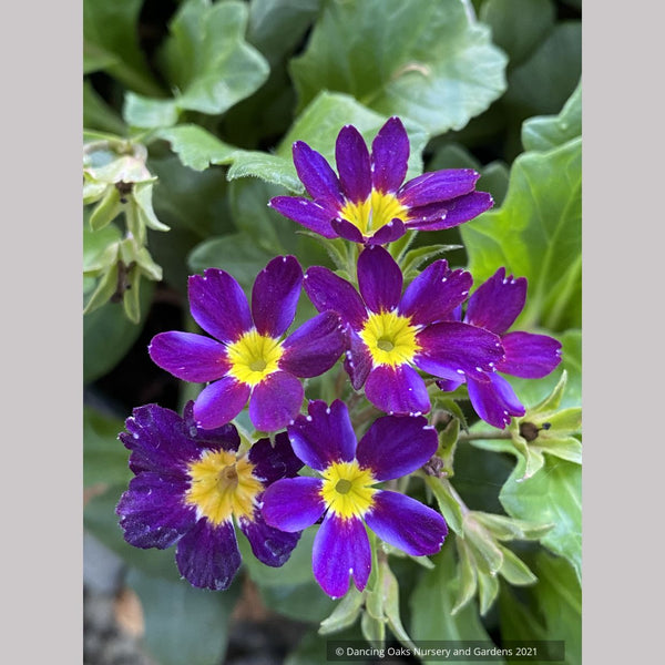 Primula 'Oakleaf Blue', Primrose – Dancing Oaks Nursery and Gardens