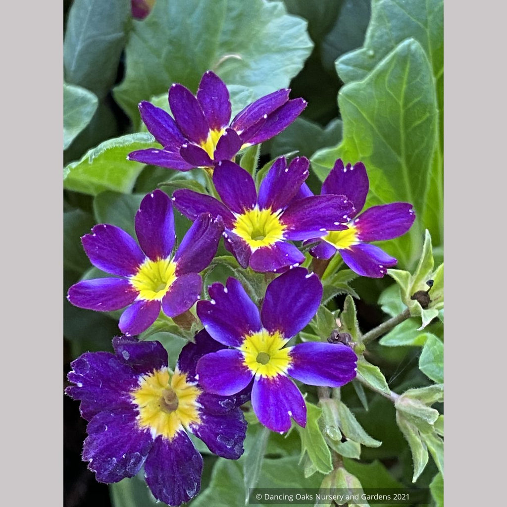 Primula 'Oakleaf Blue', Primrose – Dancing Oaks Nursery and Gardens
