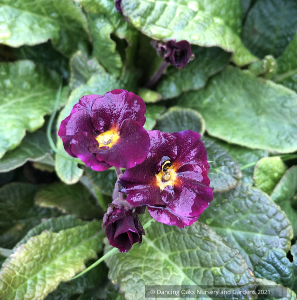 Primula polyanthus 'Violet Victorians', Primrose – Dancing Oaks Nursery ...