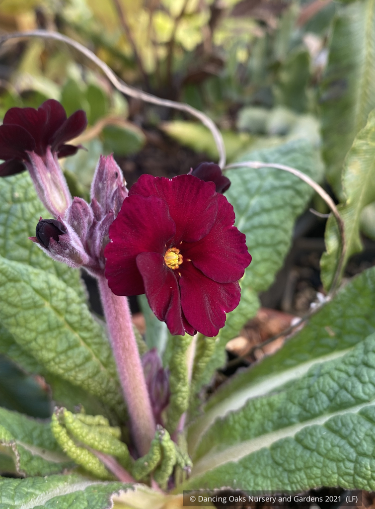 Primula polyanthus 'Garnet Cowichan', Primrose – Dancing Oaks Nursery ...