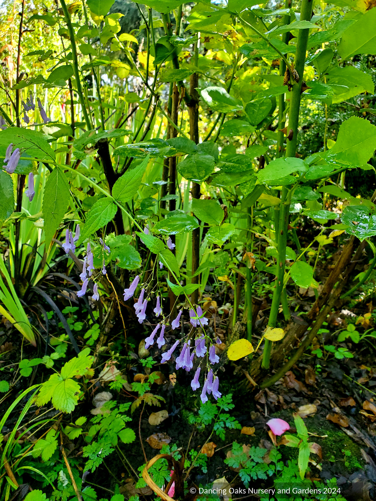Rabdosia longituba, Trumpet Spurflower – Dancing Oaks Nursery and Gardens