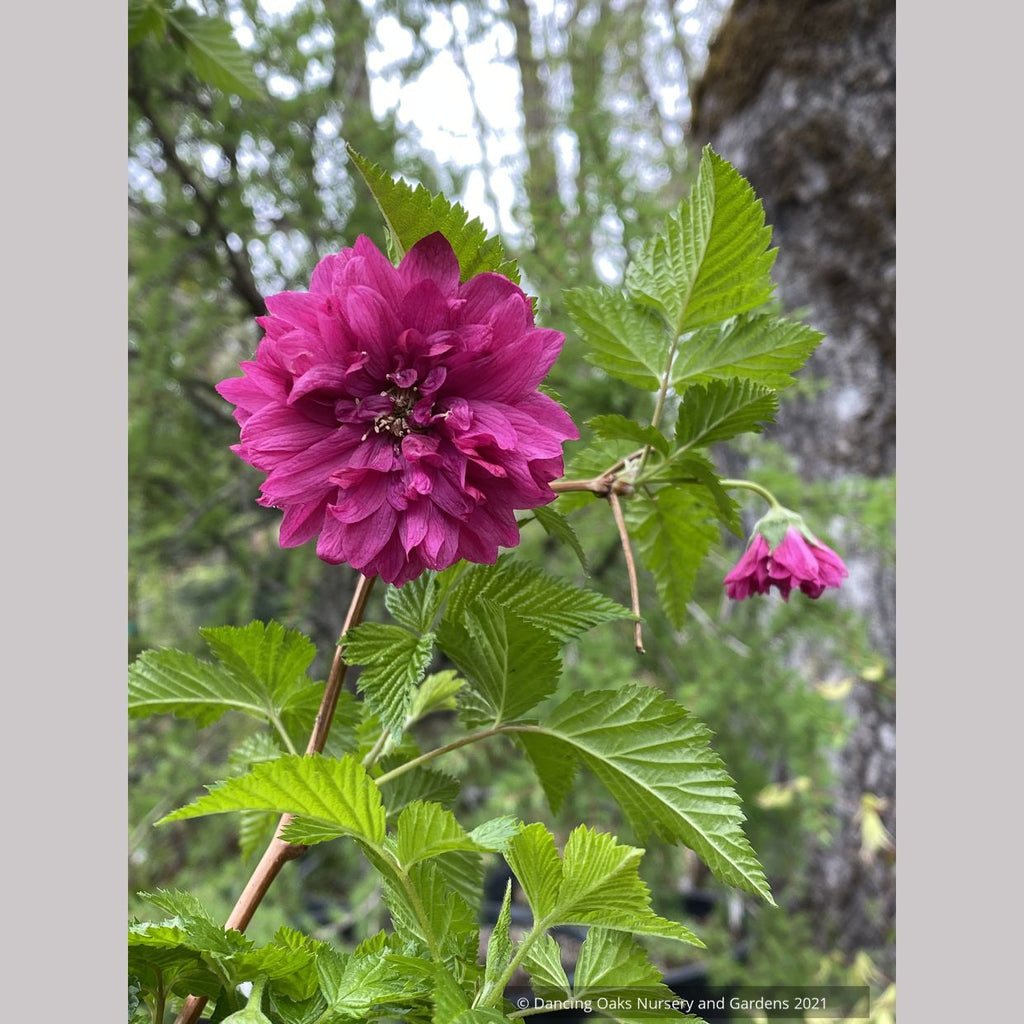 Rubus spectabilis 'Olympic Double', Double Salmon Berry – Dancing Oaks ...