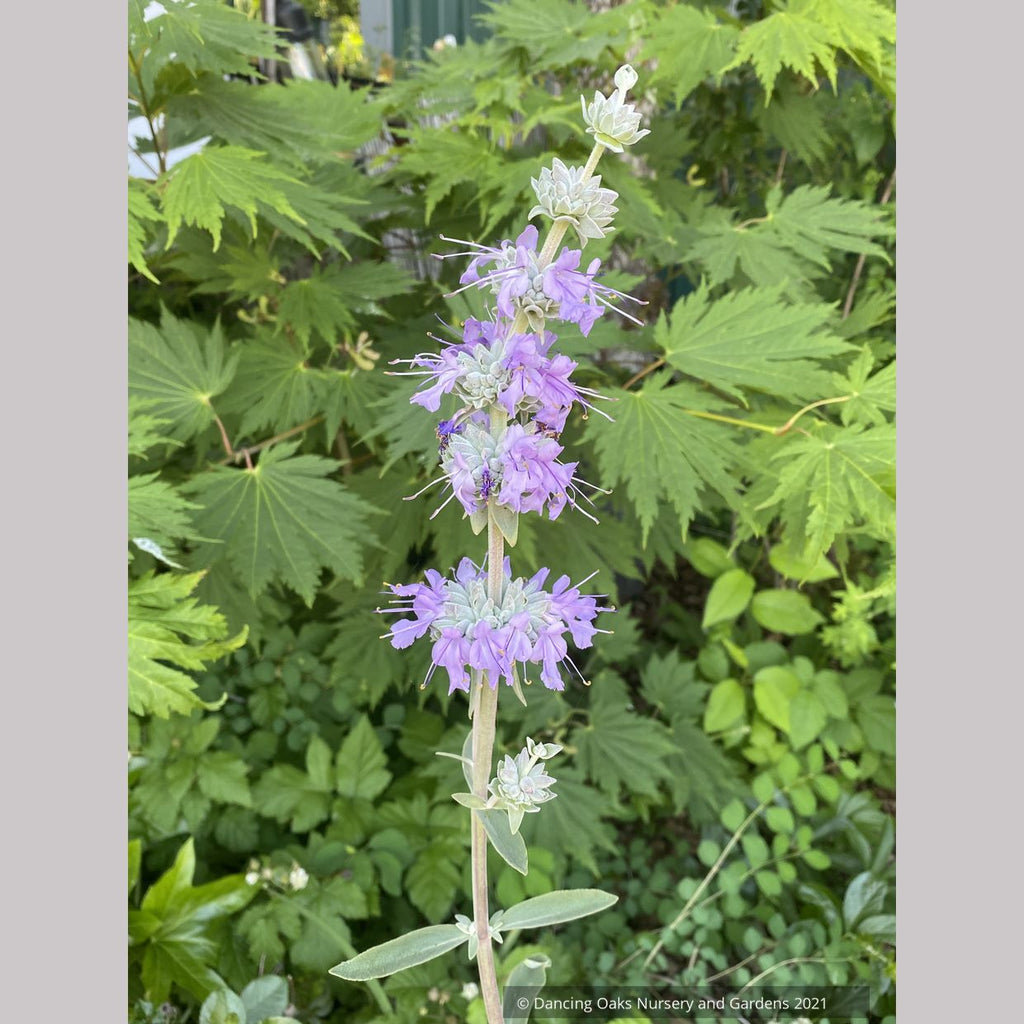 Salvia apiana x clevelandii 'Vicki Romo', White Sage – Dancing Oaks ...