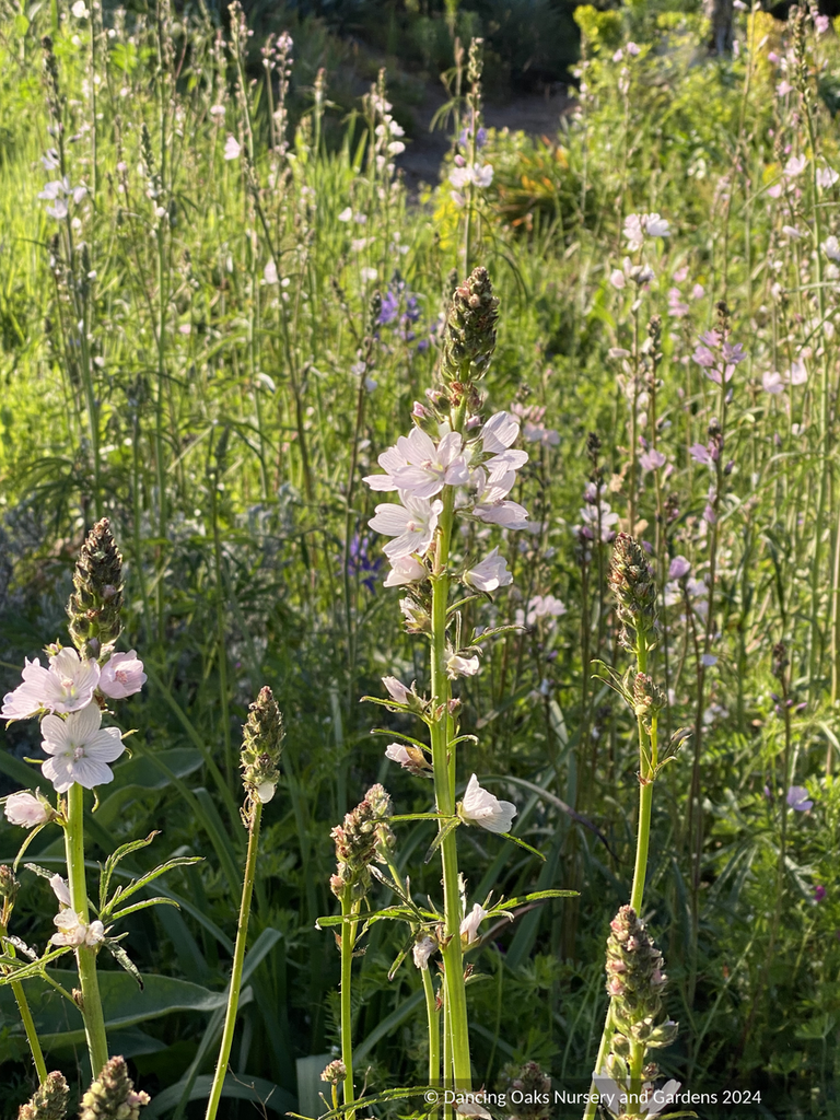 Sidalcea campestris, Meadow Checkermallow – Dancing Oaks Nursery and ...