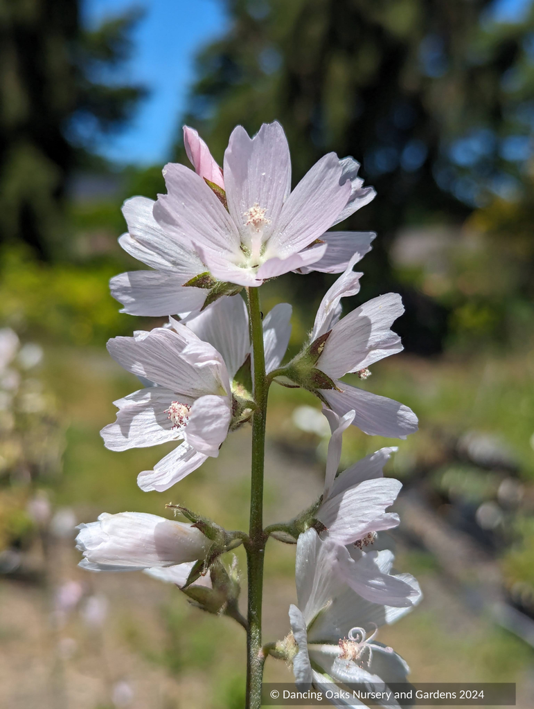 Sidalcea campestris, Meadow Checkermallow – Dancing Oaks Nursery and ...