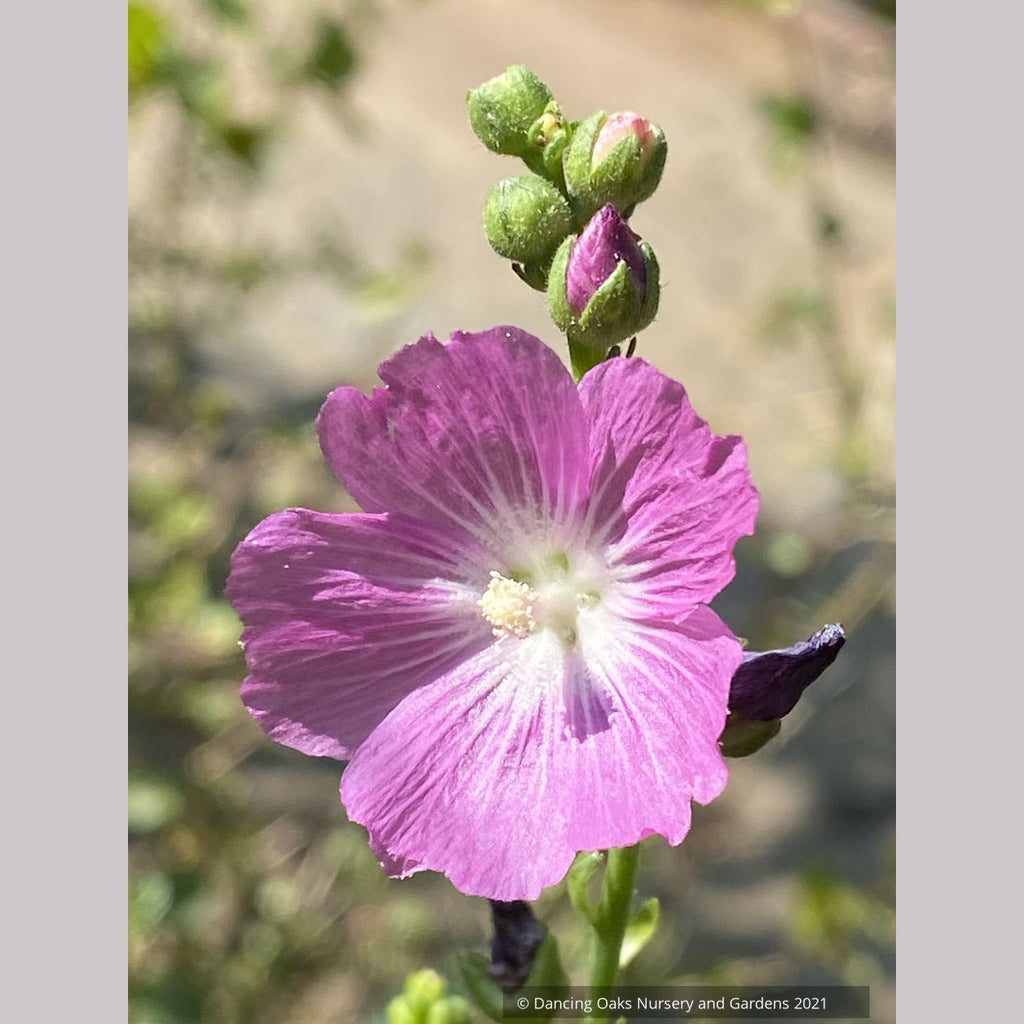 Sidalcea oregana, Oregon Checker Mallow – Dancing Oaks Nursery and Gardens