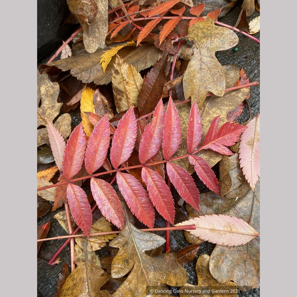 Sorbus 'Eastern Promise', Rowan, Mountain Ash Tree – Dancing Oaks ...