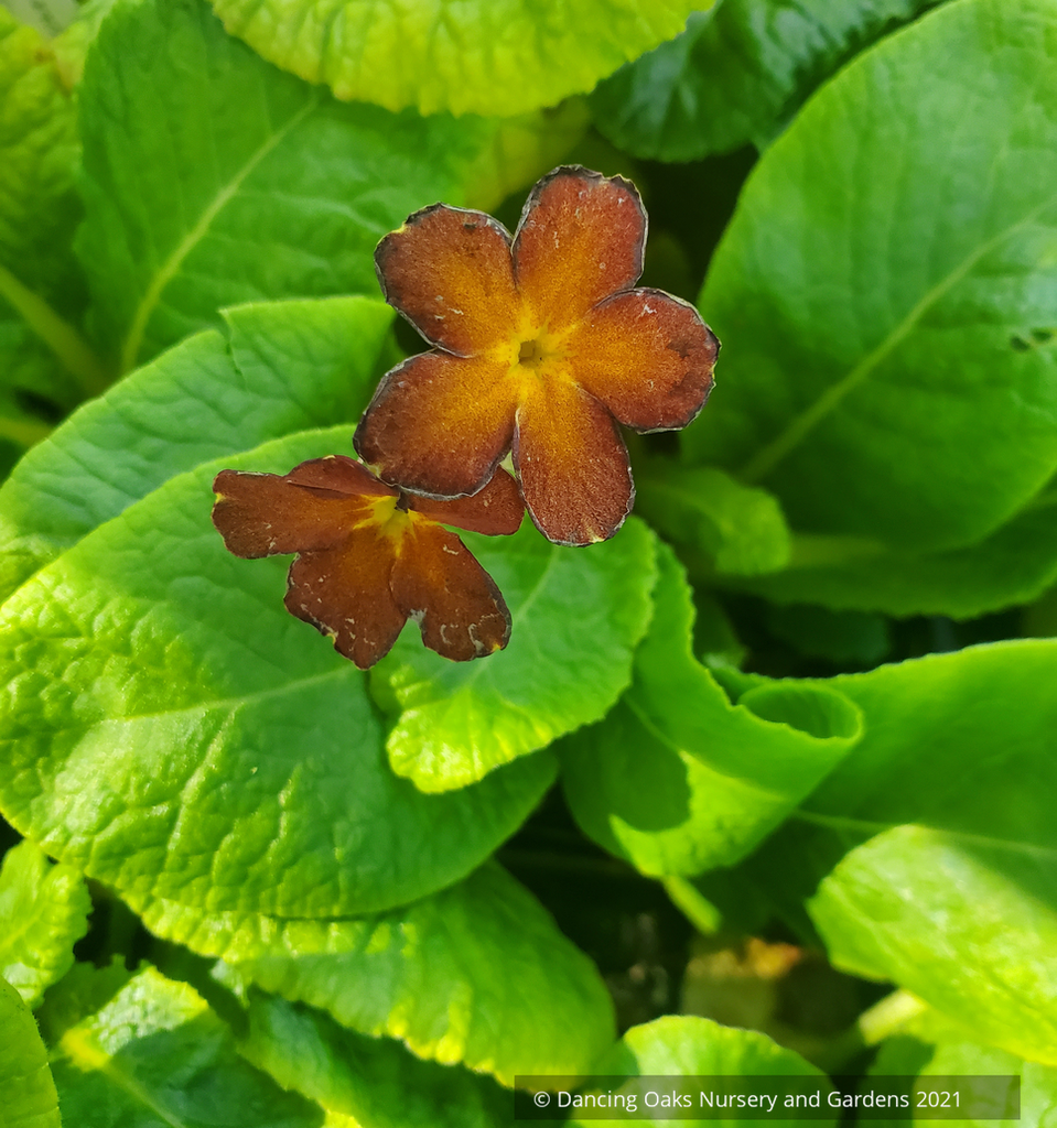 Primula polyanthus 'Spice Shades', Primrose – Dancing Oaks Nursery and ...