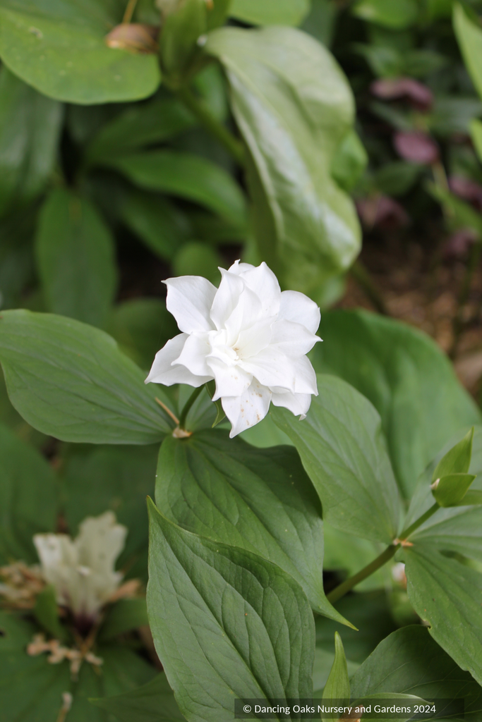 Trillium grandiflorum 'Flore Pleno', Full Bloom Double White Trillium ...
