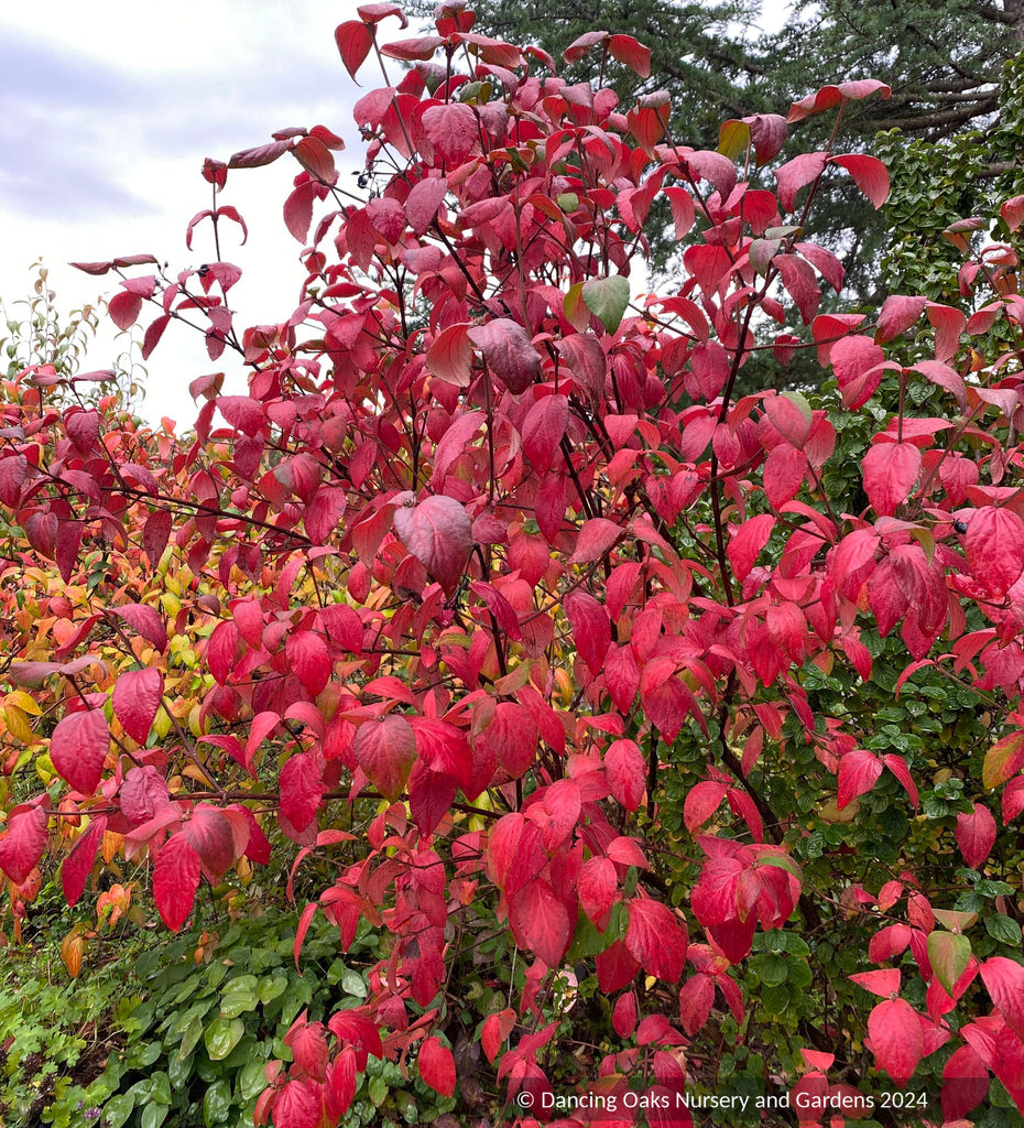 Viburnum x burkwoodii 'Mohawk' – Dancing Oaks Nursery and Gardens