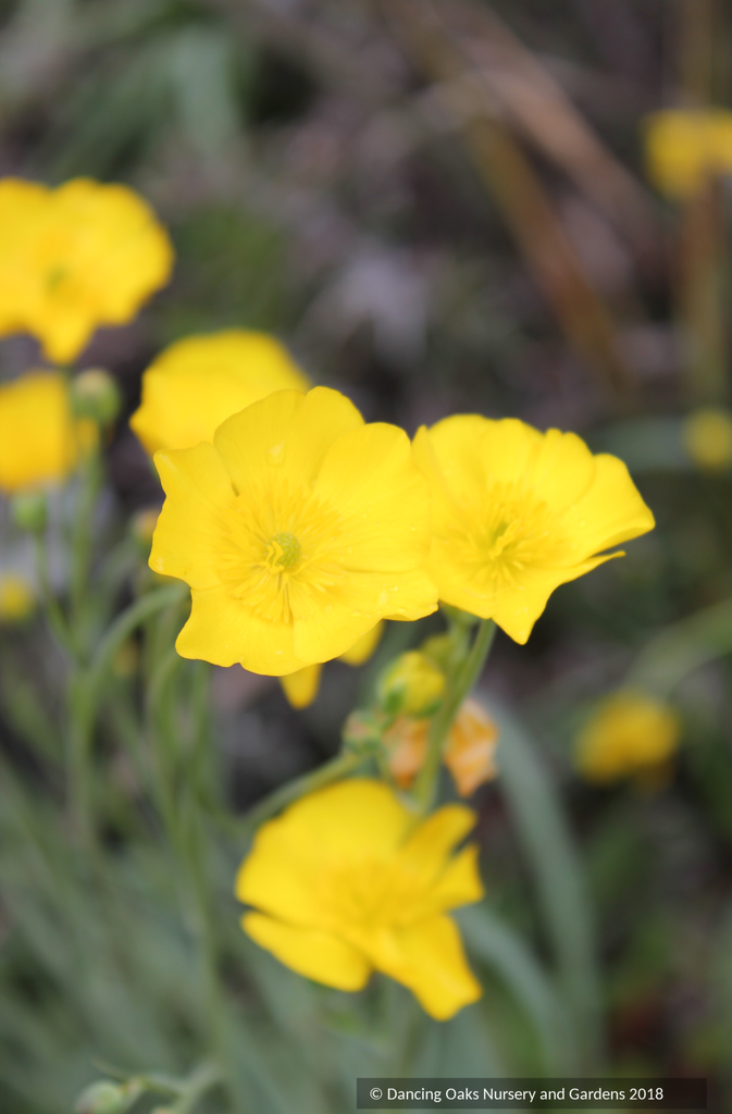 Ranunculus gramineus (syn. R. granmifolius), Grass Buttercup – Dancing ...