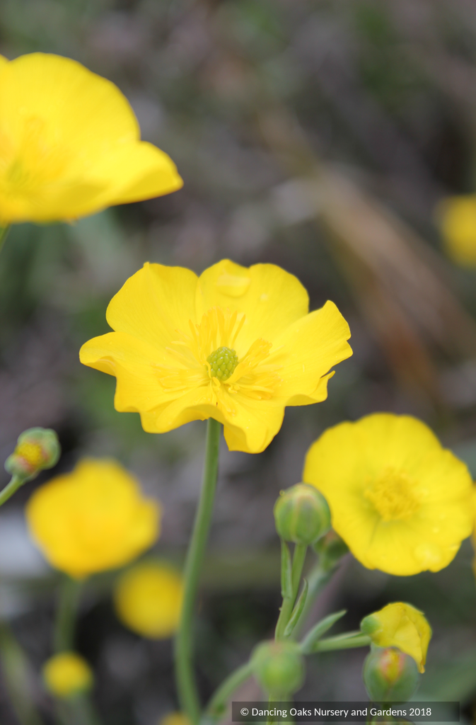 Ranunculus gramineus (syn. R. granmifolius), Grass Buttercup – Dancing ...