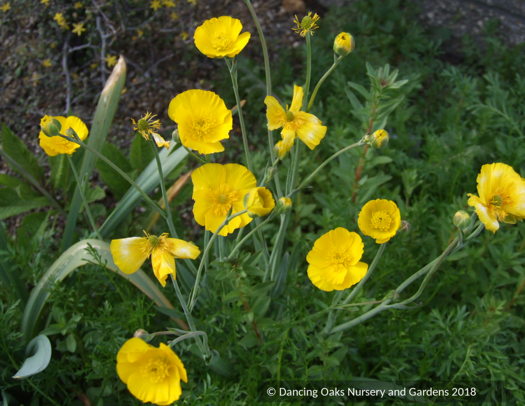 Ranunculus gramineus (syn. R. granmifolius), Grass Buttercup – Dancing ...