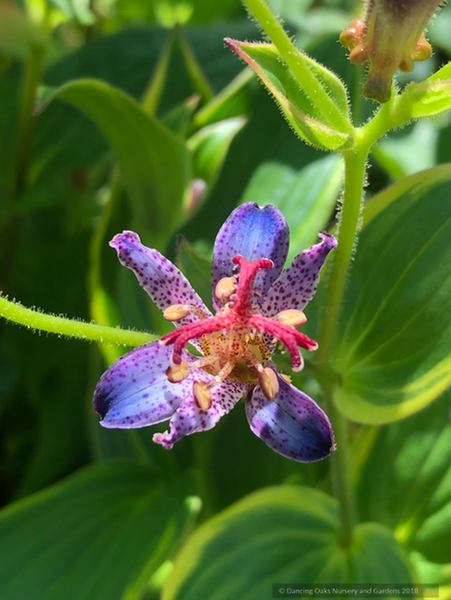Tricyrtis 'Samurai', Toad Lily – Dancing Oaks Nursery and Gardens