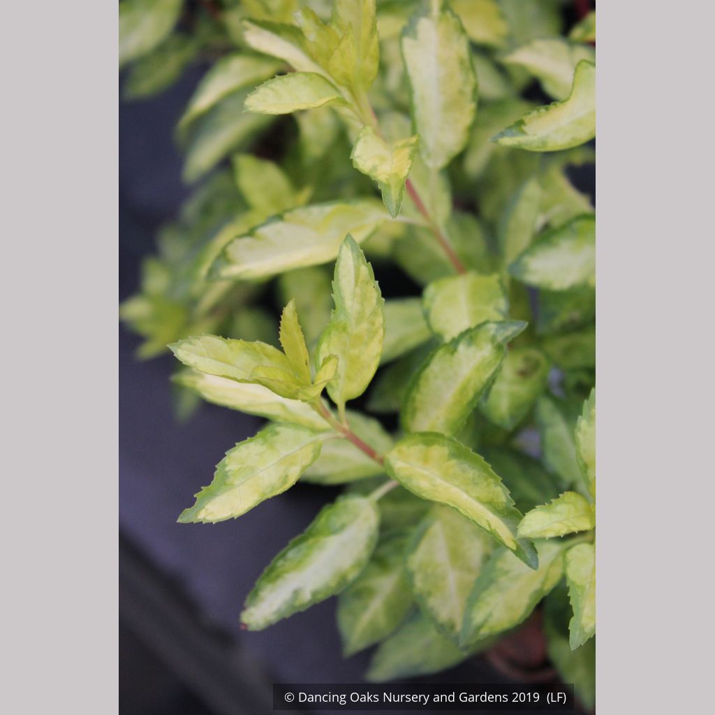 Forsythia x 'Fiesta' – Dancing Oaks Nursery and Gardens