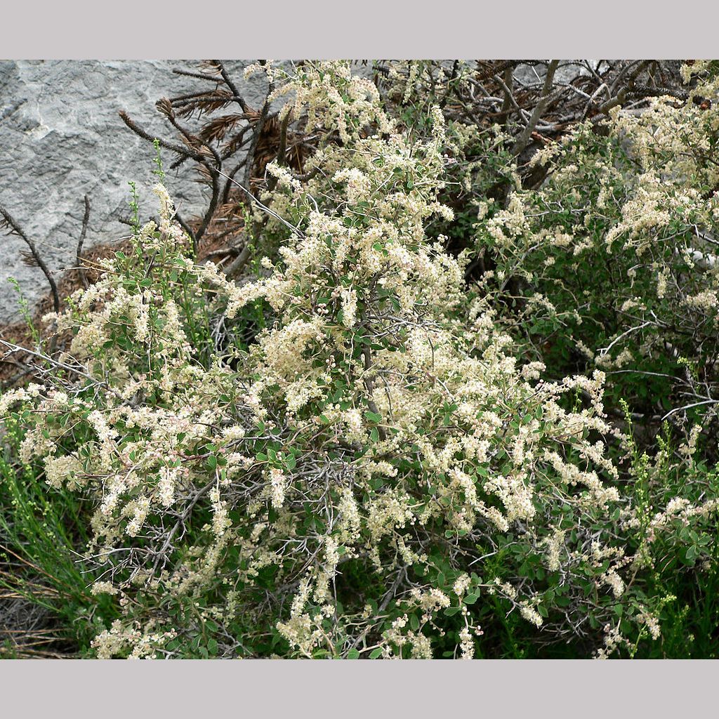 Holodiscus microphyllus, Small-leaf Mountain Cream Bush – Dancing Oaks ...