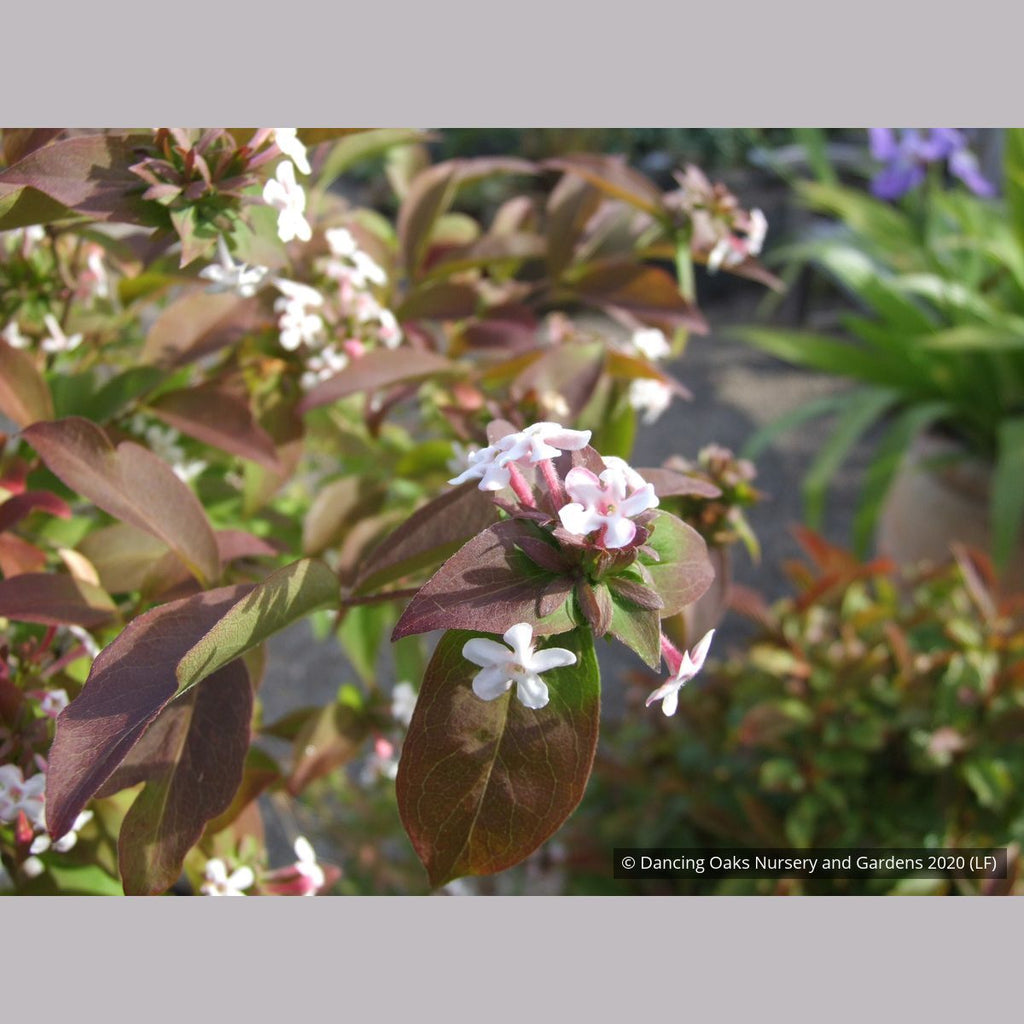 Abelia mosanensis, Fragrant Abelia – Dancing Oaks Nursery and Gardens