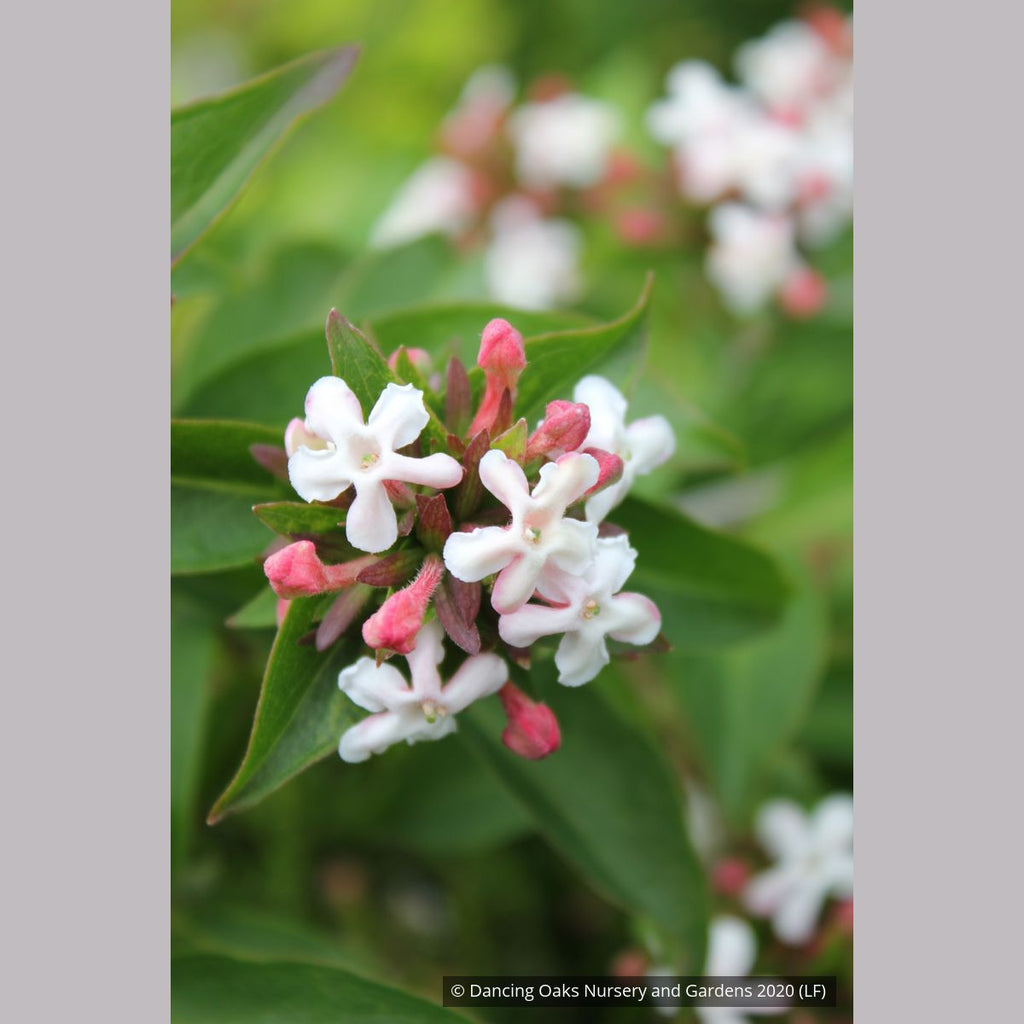 Abelia mosanensis, Fragrant Abelia – Dancing Oaks Nursery and Gardens