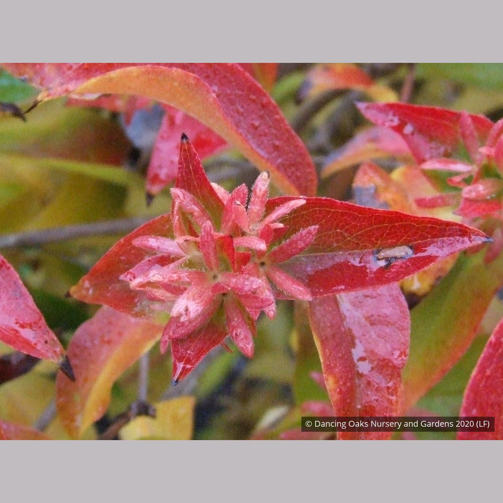 Abelia mosanensis, Fragrant Abelia – Dancing Oaks Nursery and Gardens
