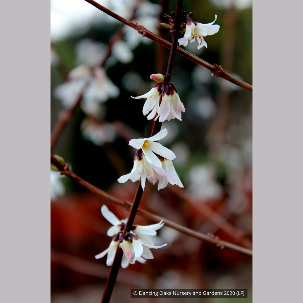 Abeliophyllum distichum, White Forsythia – Dancing Oaks Nursery and Gardens