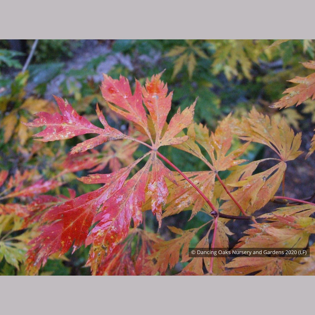 Acer circinatum 'Monroe', Cutleaf Vine Maple – Dancing Oaks Nursery and ...
