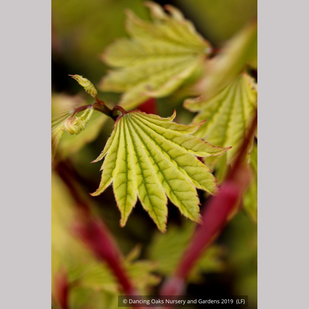 Acer circinatum 'Sunny Sister', Dwarf Vine Maple – Dancing Oaks Nursery ...