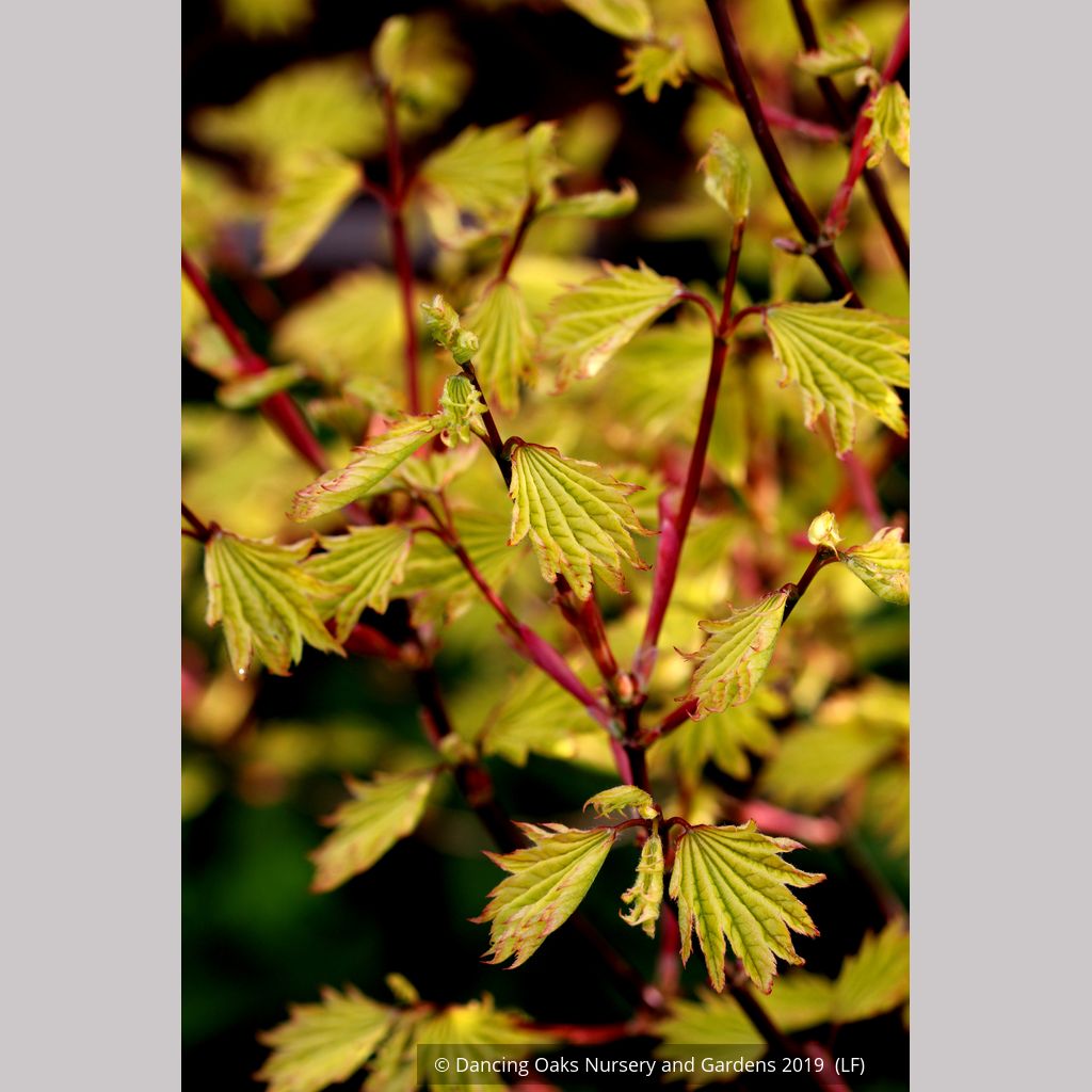 Acer circinatum 'Sunny Sister', Dwarf Vine Maple – Dancing Oaks Nursery ...