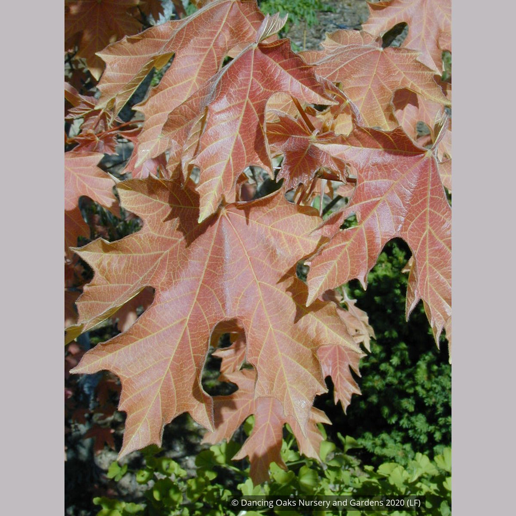 Acer macrophyllum 'Mocha Rose', Mocha Rose Bigleaf Maple – Dancing Oaks ...