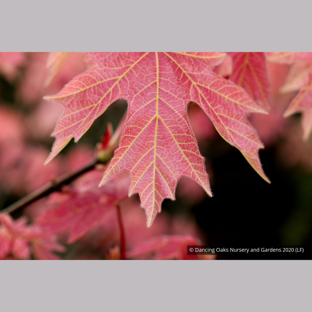 Acer macrophyllum 'Mocha Rose', Mocha Rose Bigleaf Maple – Dancing Oaks ...