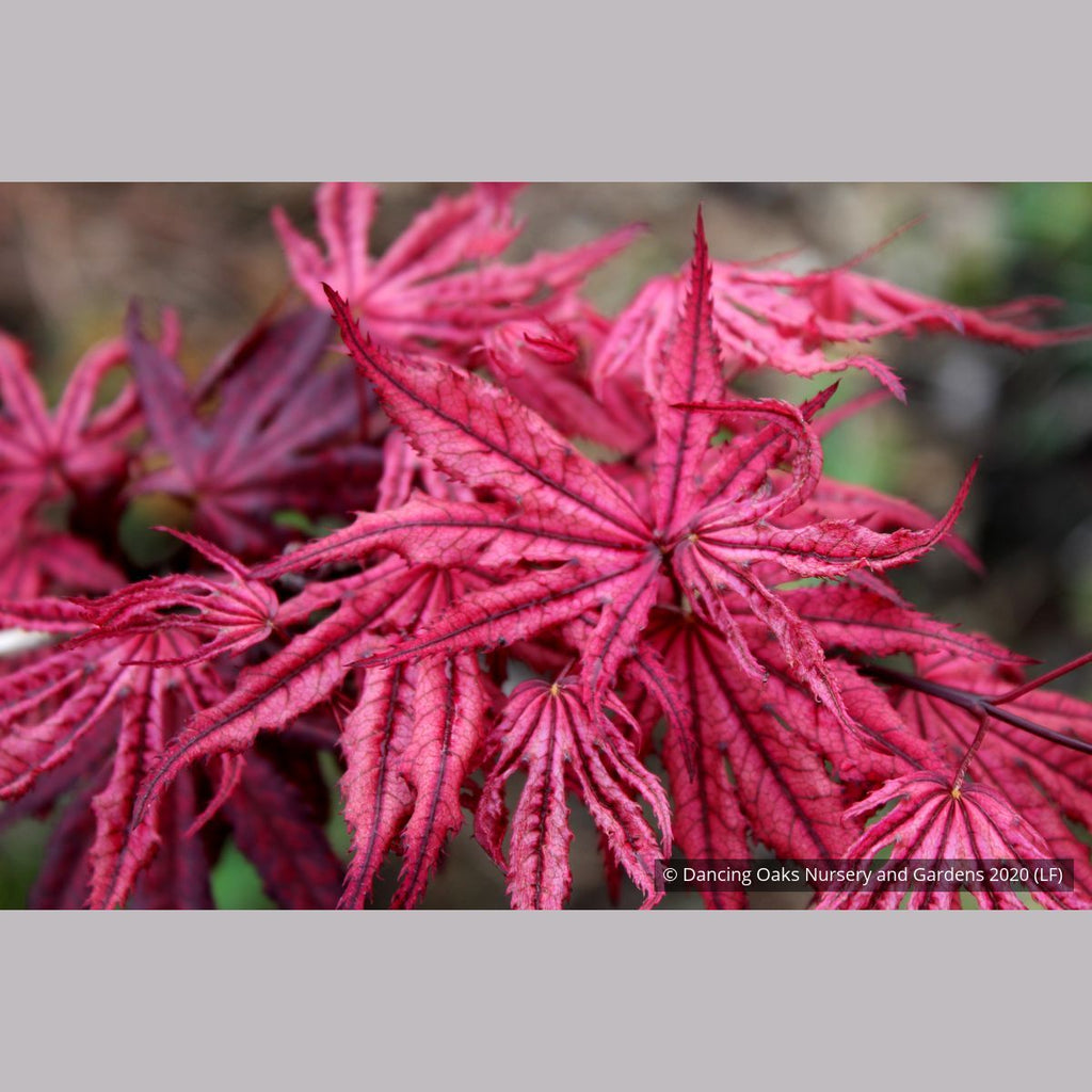 Acer palmatum 'Amagi shigure', Dwarf Japanese Maple – Dancing Oaks ...