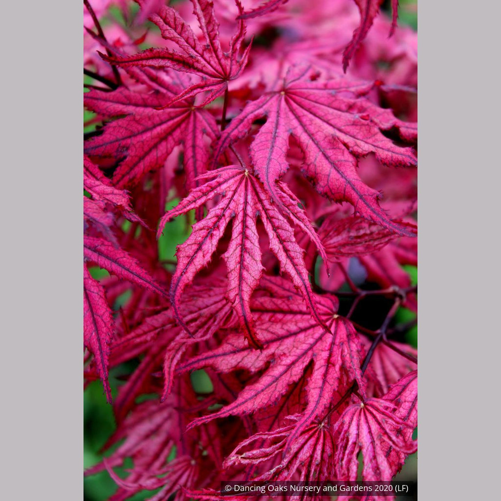 Acer palmatum 'Amagi shigure', Dwarf Japanese Maple – Dancing Oaks ...