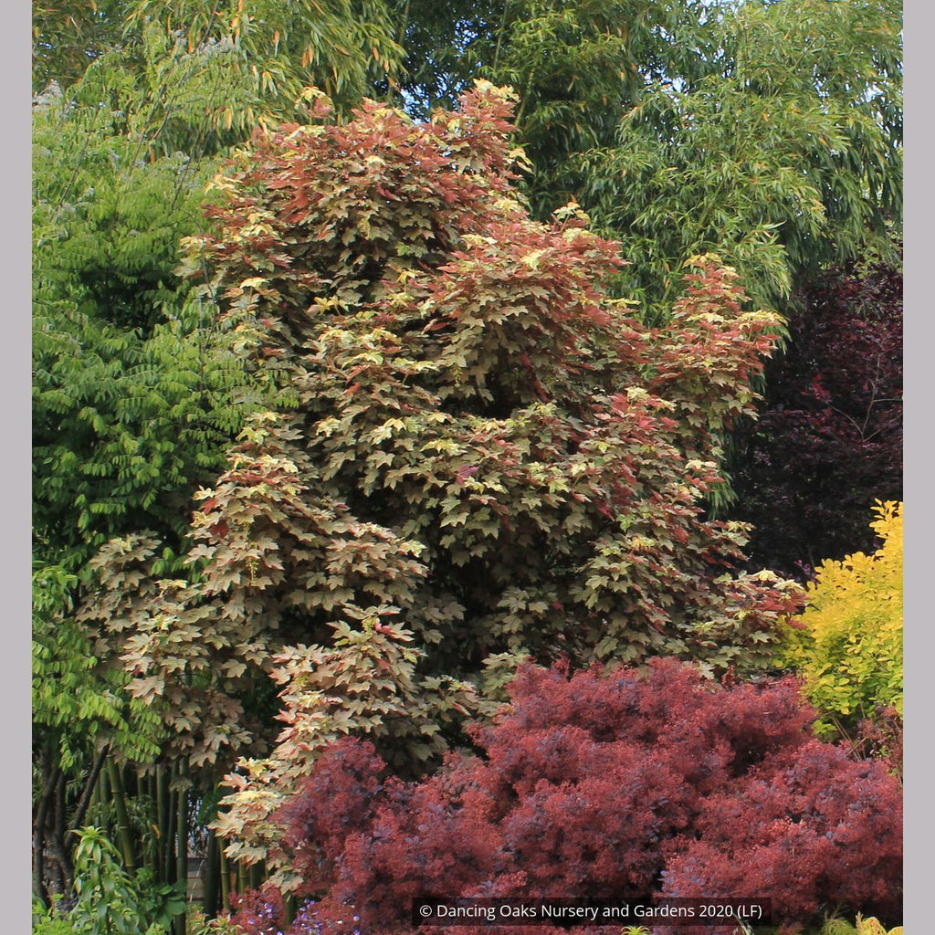 Acer pseudoplatanus 'Esk Sunset', Sycamore Maple – Dancing Oaks Nursery ...