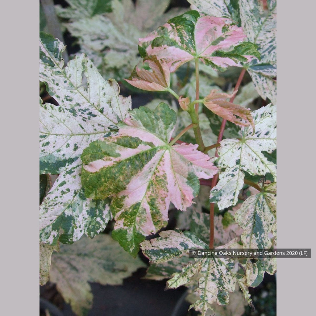 Acer pseudoplatanus 'Esk Sunset', Sycamore Maple – Dancing Oaks Nursery ...