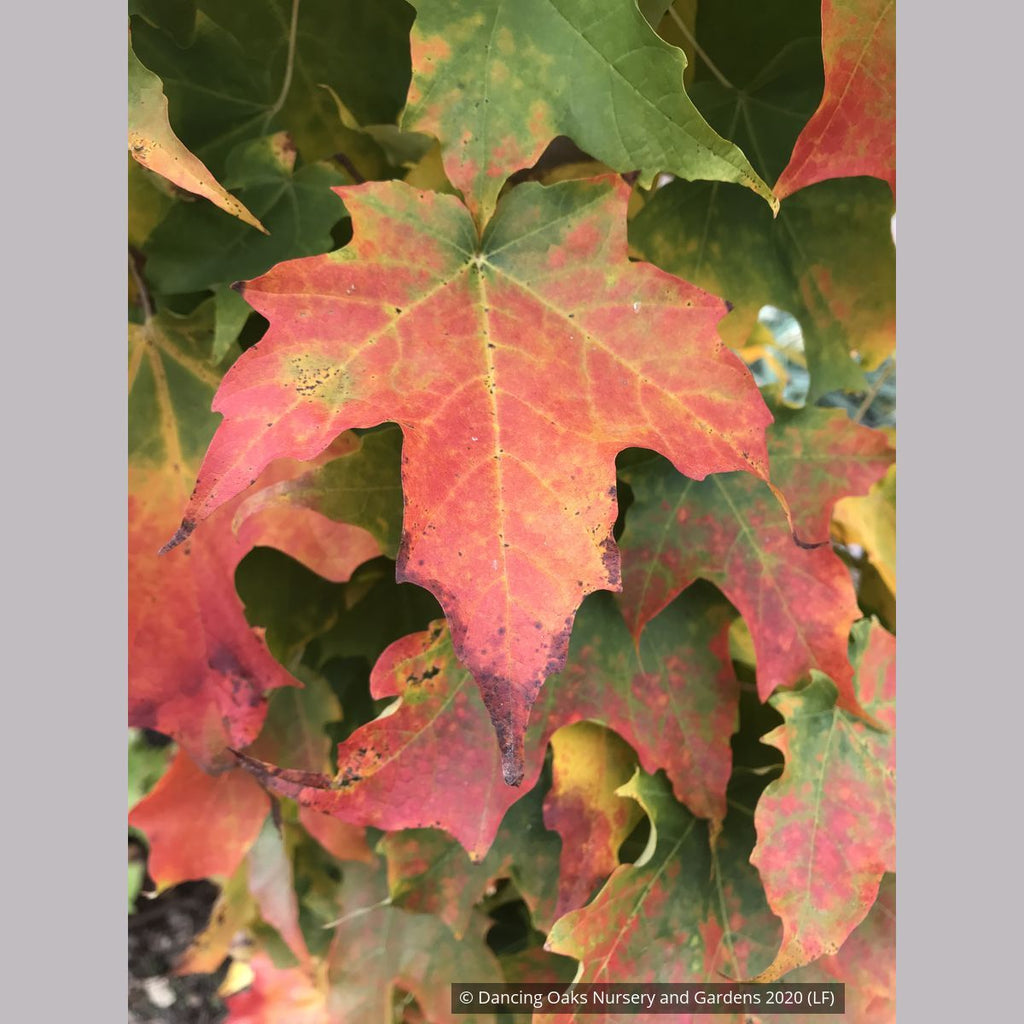 Acer saccharum 'Millane's Columnar', Millane's Columnar Sugar Maple ...