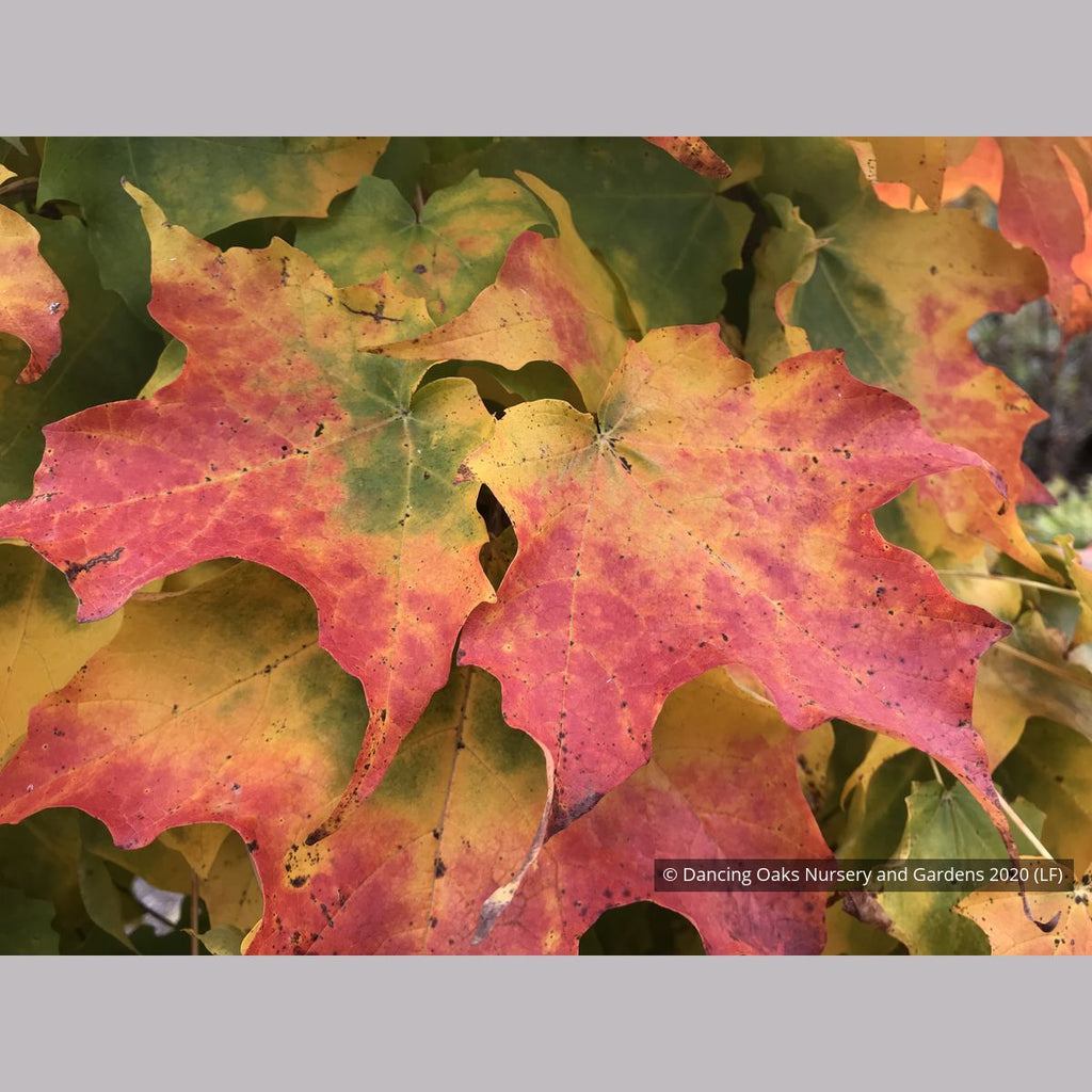 Acer saccharum 'Millane's Columnar', Millane's Columnar Sugar Maple ...