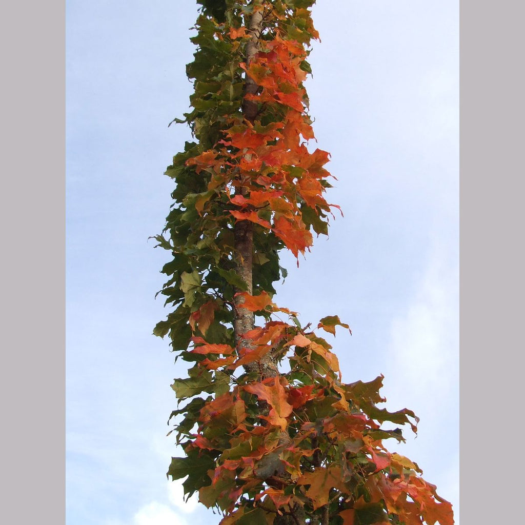 Acer saccharum 'Monumentale', Columnar Sugar Maple – Dancing Oaks ...