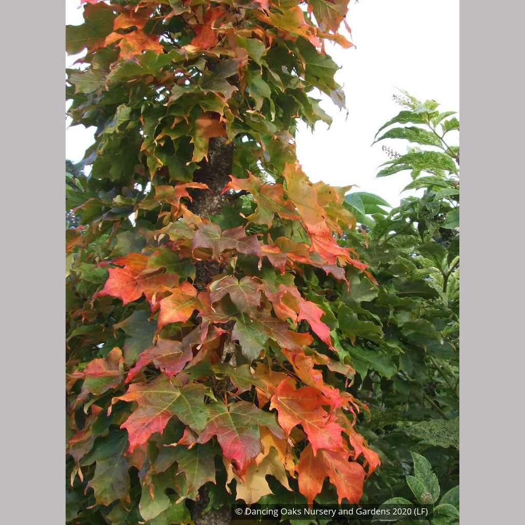 Acer saccharum 'Monumentale', Columnar Sugar Maple – Dancing Oaks ...