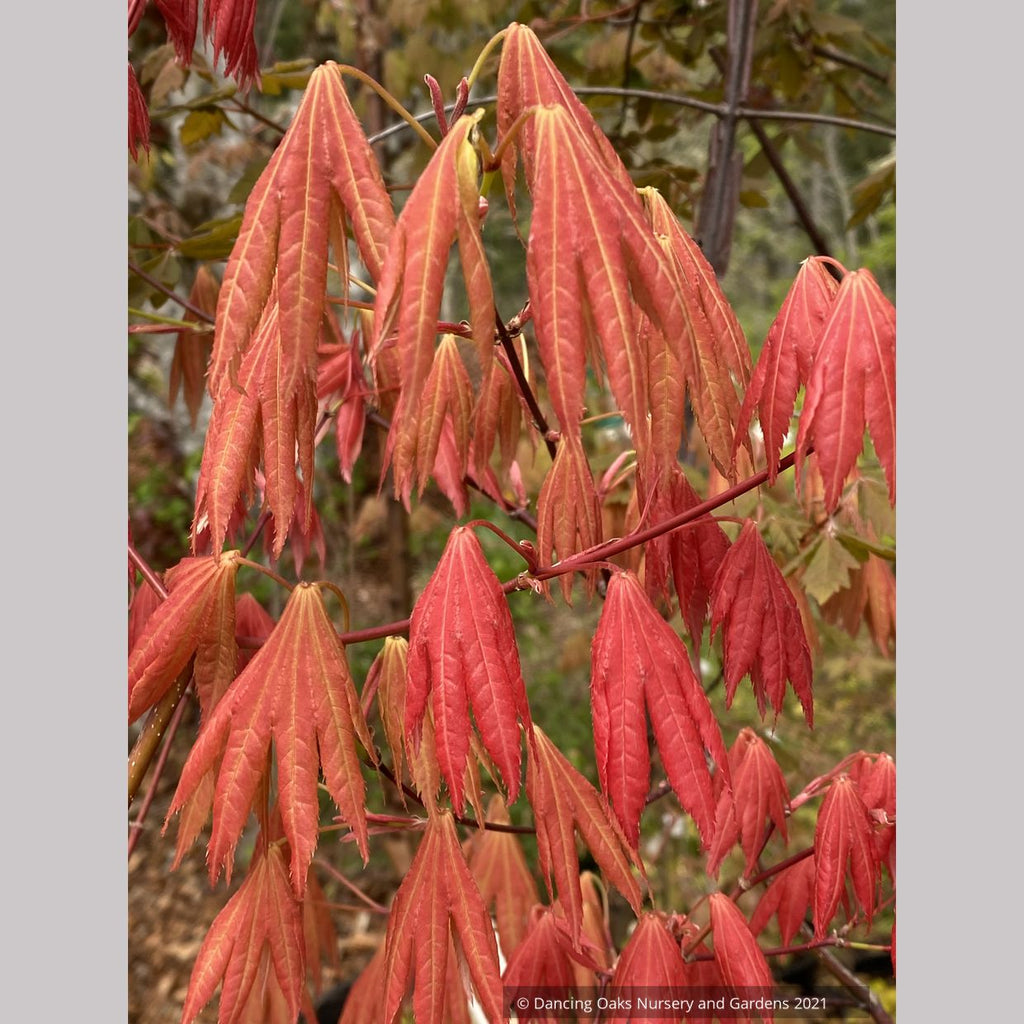 Acer shirasawanum Moonrise™ 'Munn 001', Shirasawa Maple/Full Moon Mapl ...