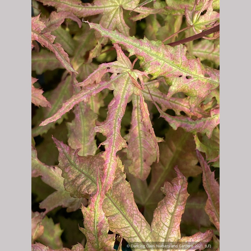 Acer palmatum 'Strawberry Spring', Reticulated Japanese Maple – Dancing ...