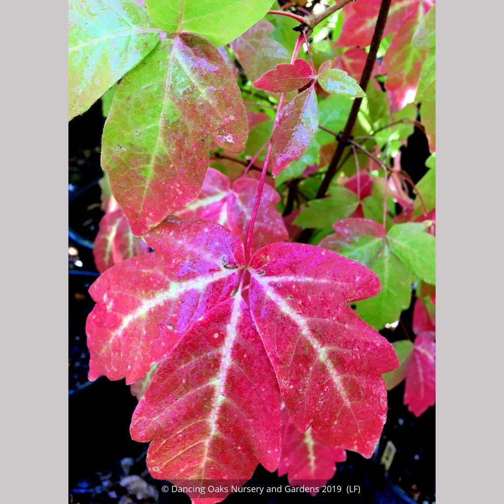Acer triflorum, Three-flowered Maple – Dancing Oaks Nursery and Gardens
