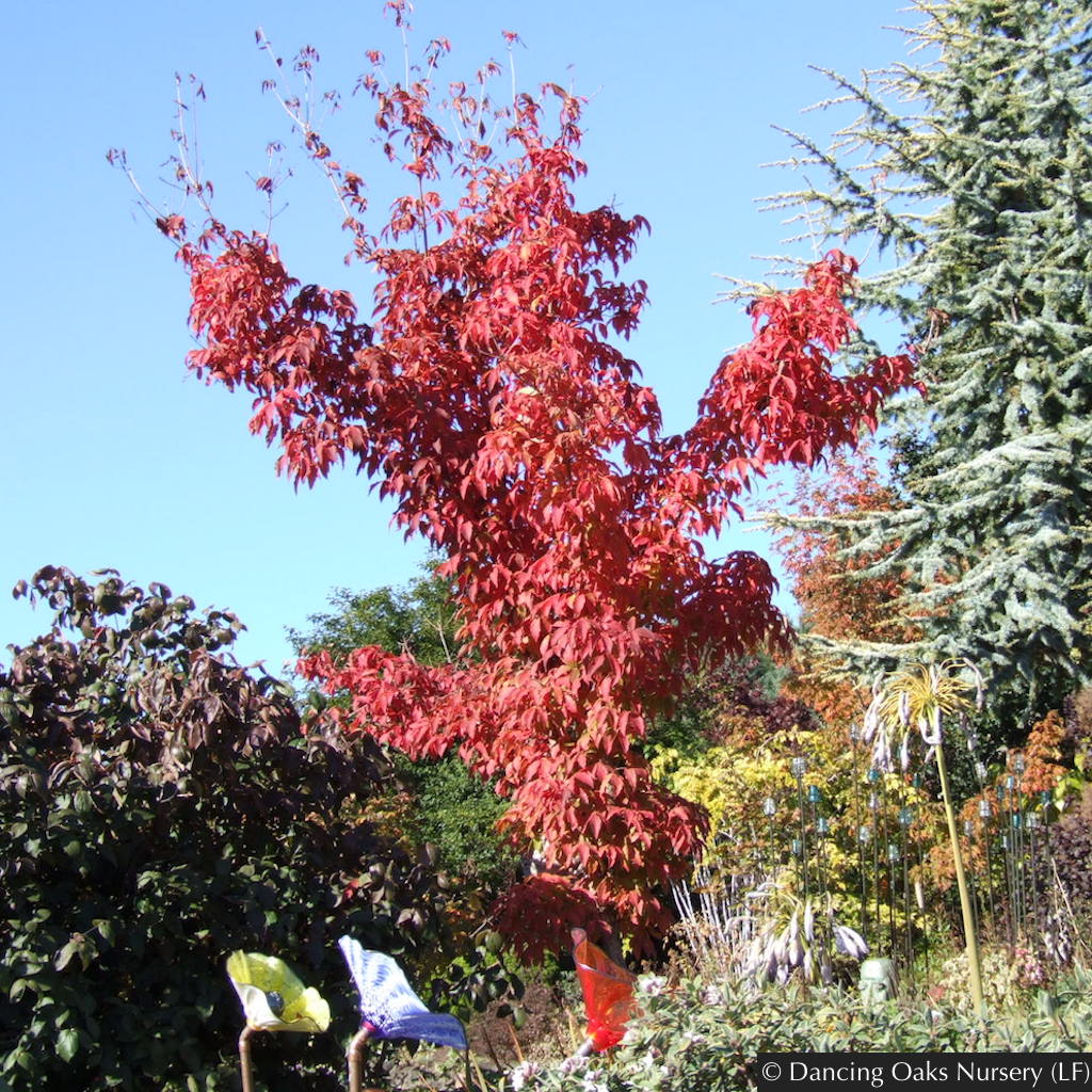 Three Flowering Maple