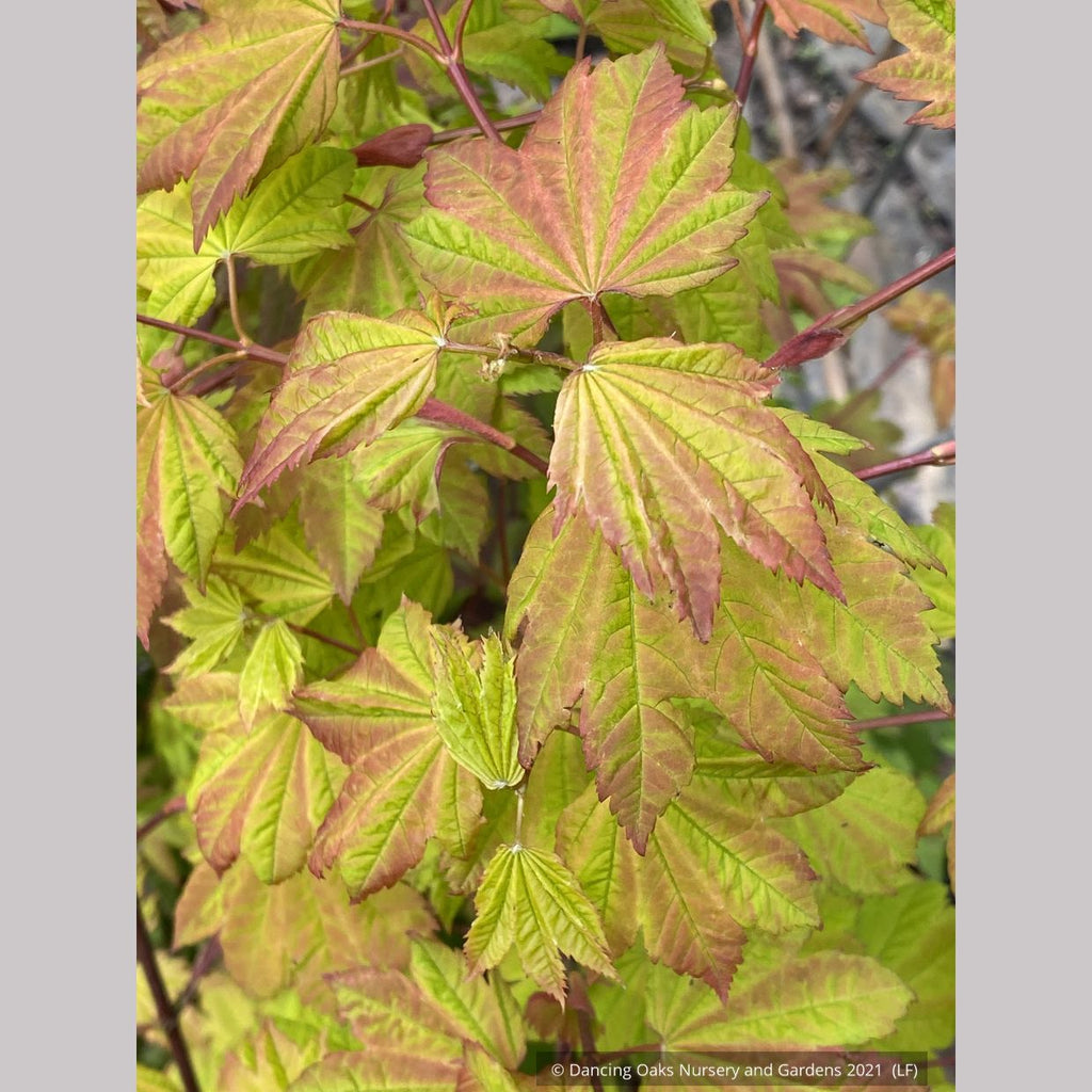 Acer circinatum 'Sunny Sister', Dwarf Vine Maple – Dancing Oaks Nursery ...