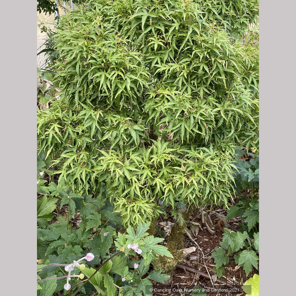 Acer palmatum - Dancing Oaks Selection, Dwarf Japanese Maple – Dancing ...