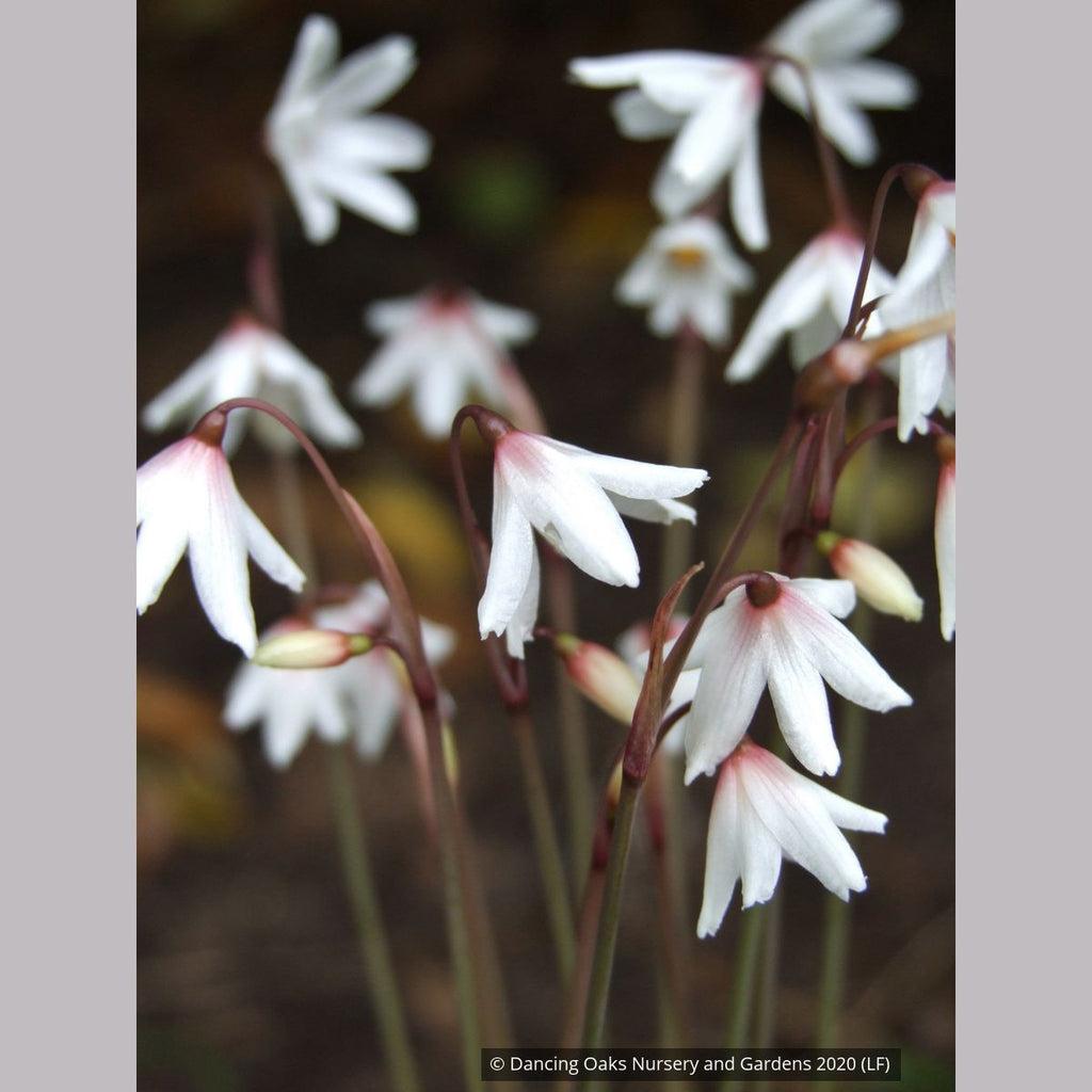 Acis autumnalis (syn. Leucojum autumnale), Autumn Snowflake – Dancing ...